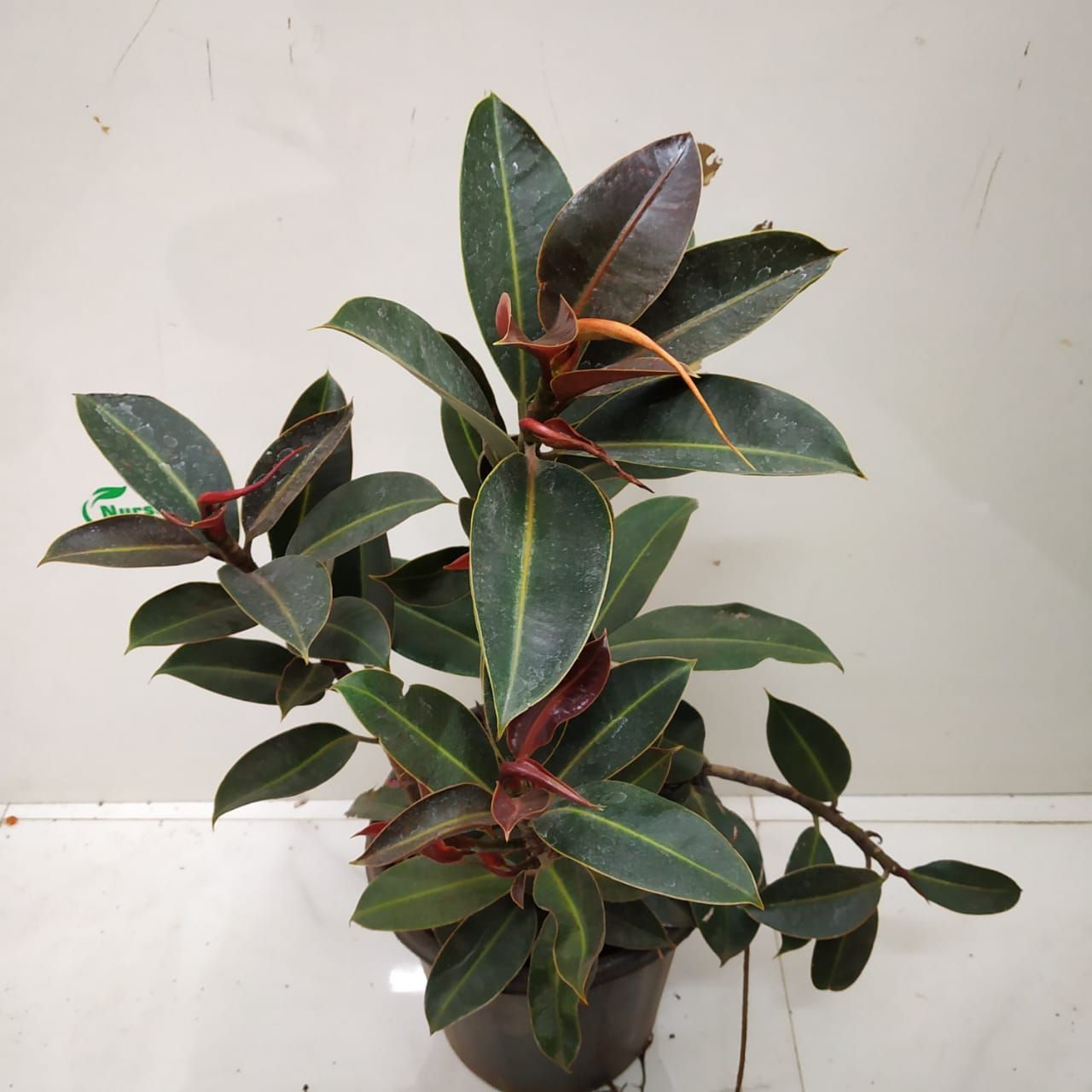 Indian rubber tree - Nursery Buy