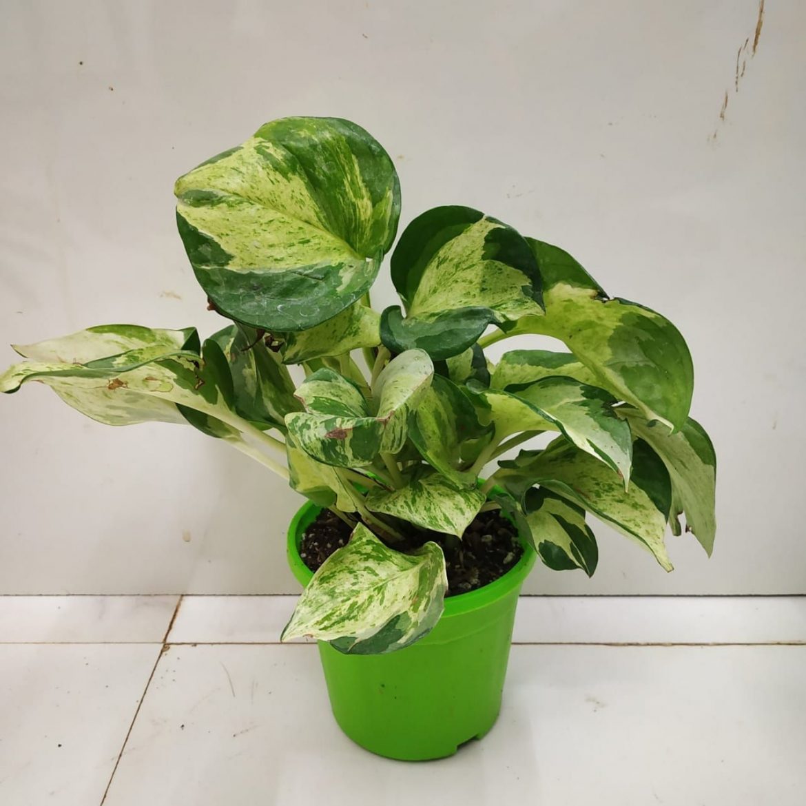 Epipremnum Aureum 'Manjula' - Nursery Buy