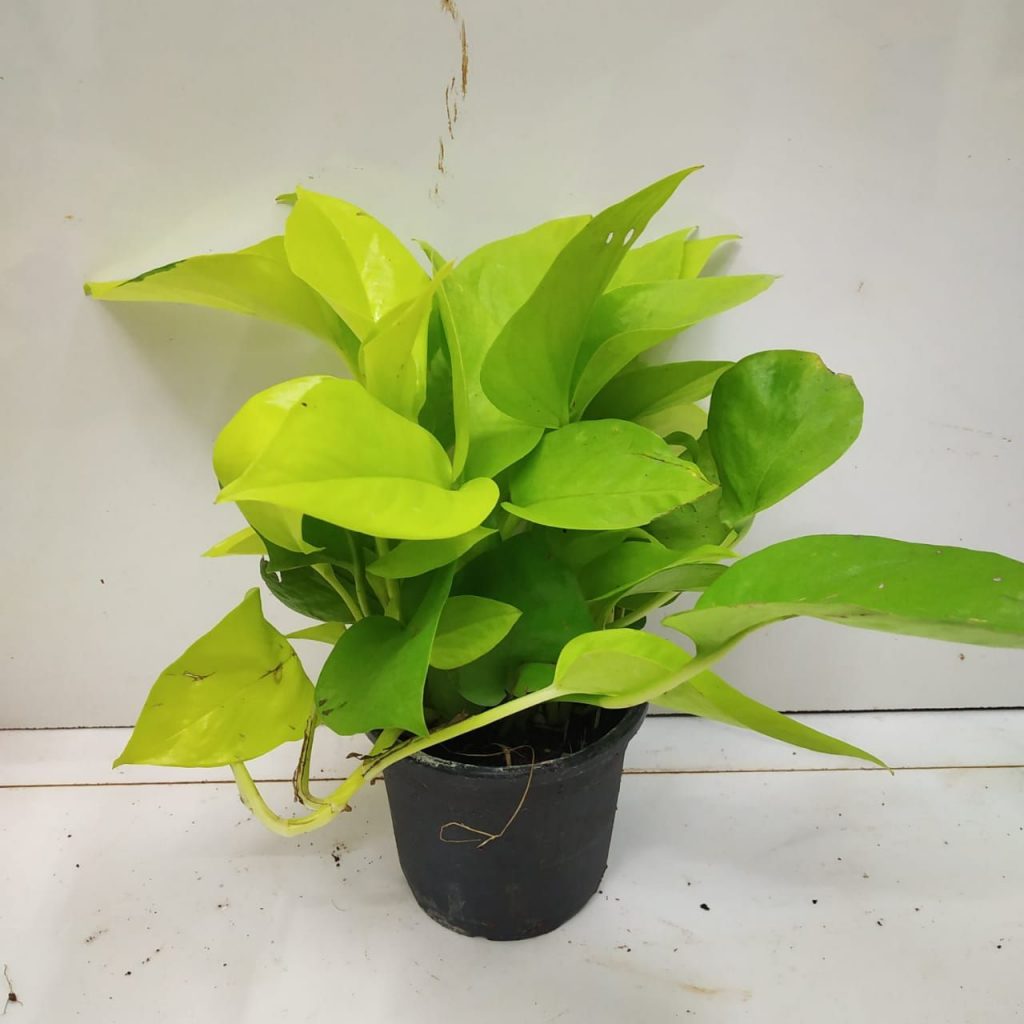 Epipremnum Aureum 'Neon' - NurseryBuy