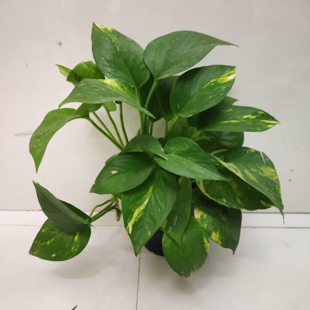 Epipremnum Aureum 'Golden' - Nursery Buy