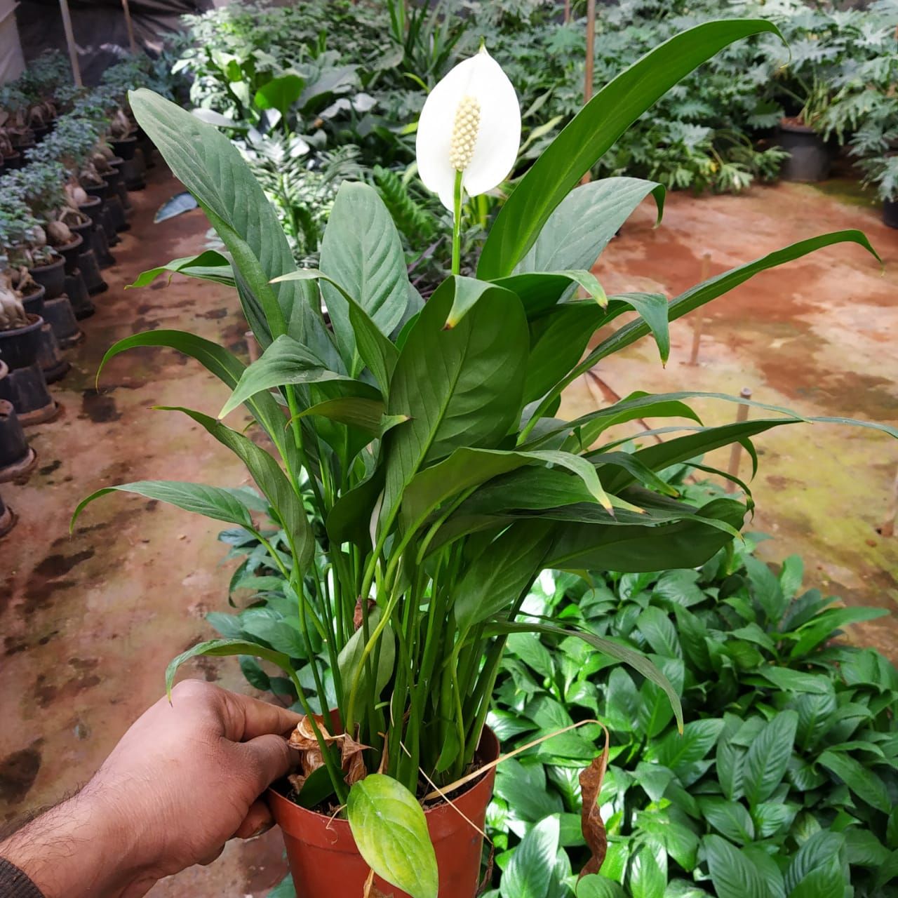 Peace Lilly Spatiphyllum Jetty - Nursery Buy