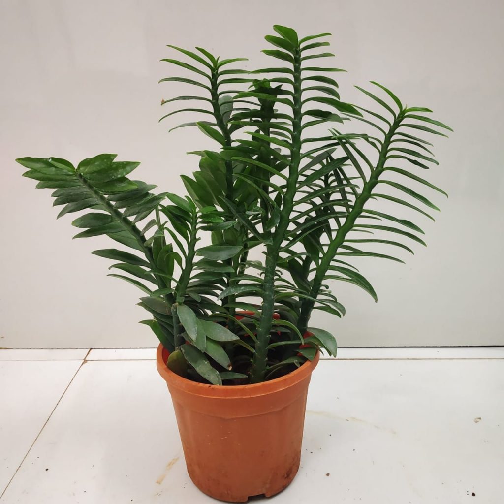 Pedilanthus Tithymaloides 'Nana' - NurseryBuy