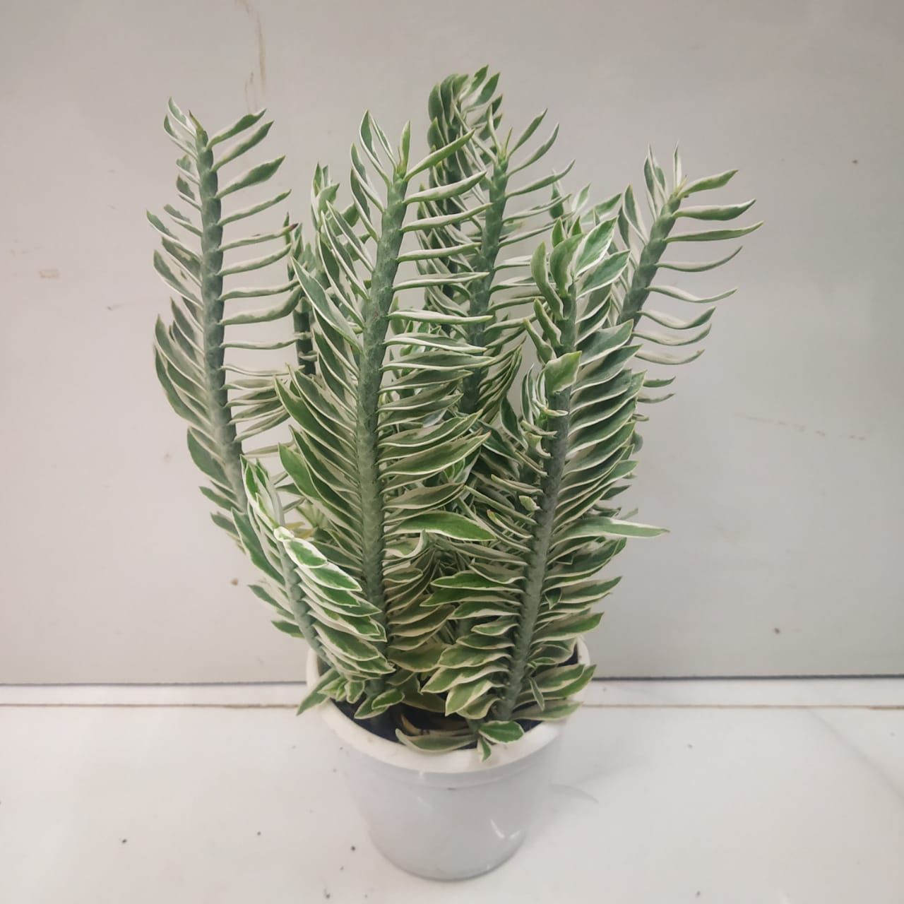 Pedilanthus Tithymaloides 'Nana Variegated' - Nursery Buy