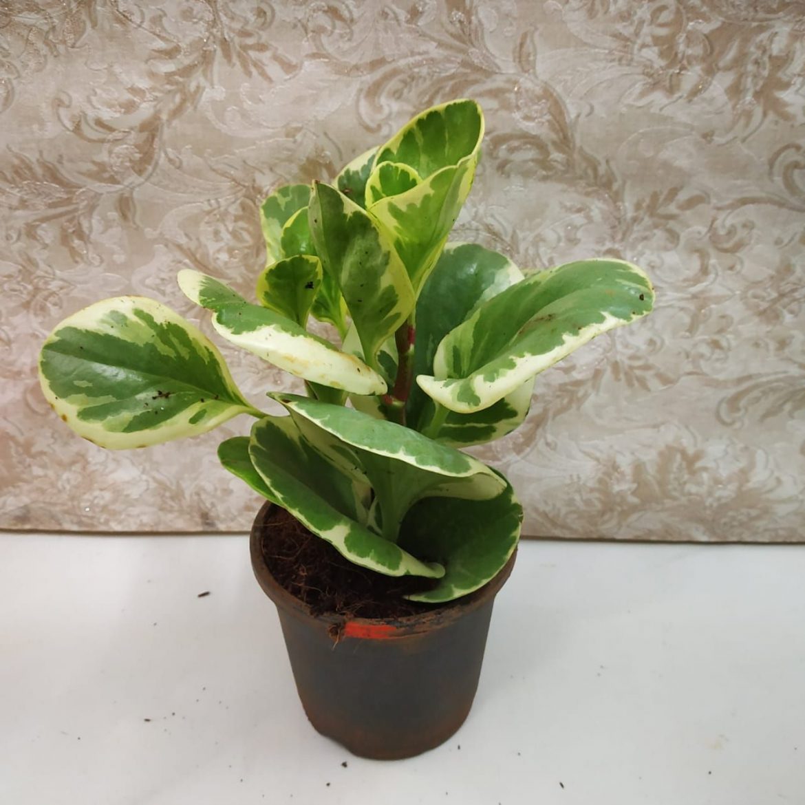 Peperomia Obtusifolia 'Variegata'. - NurseryBuy