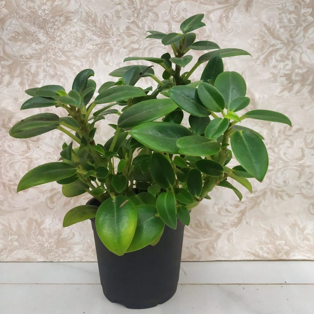 Peperomia 'Orba Green' - NurseryBuy