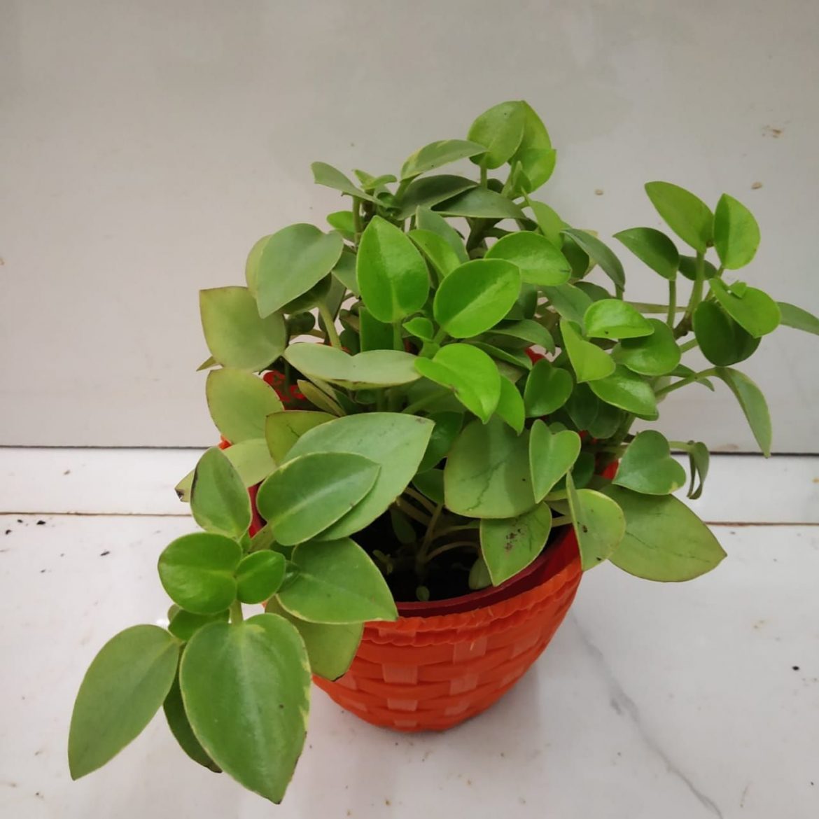 Peperomia 'Orba Variegata' - NurseryBuy