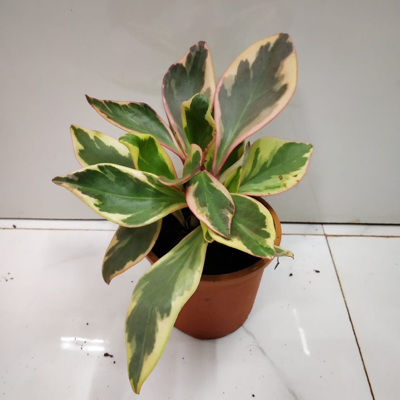 'Red-edge Rainbow' Peperomia (Peperomia clusiifolia) - Nursery Buy