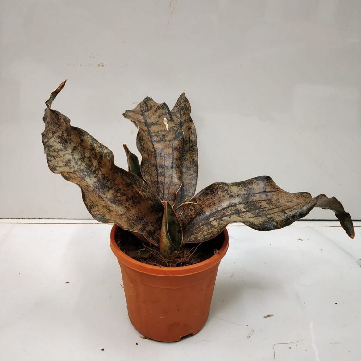 Sansevieria Kirkii 'Coppertone' - Nursery Buy