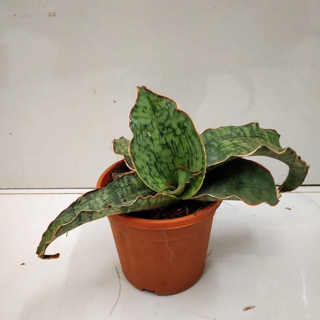 Sansevieria Kirkii ''Silver Blue'' - NurseryBuy