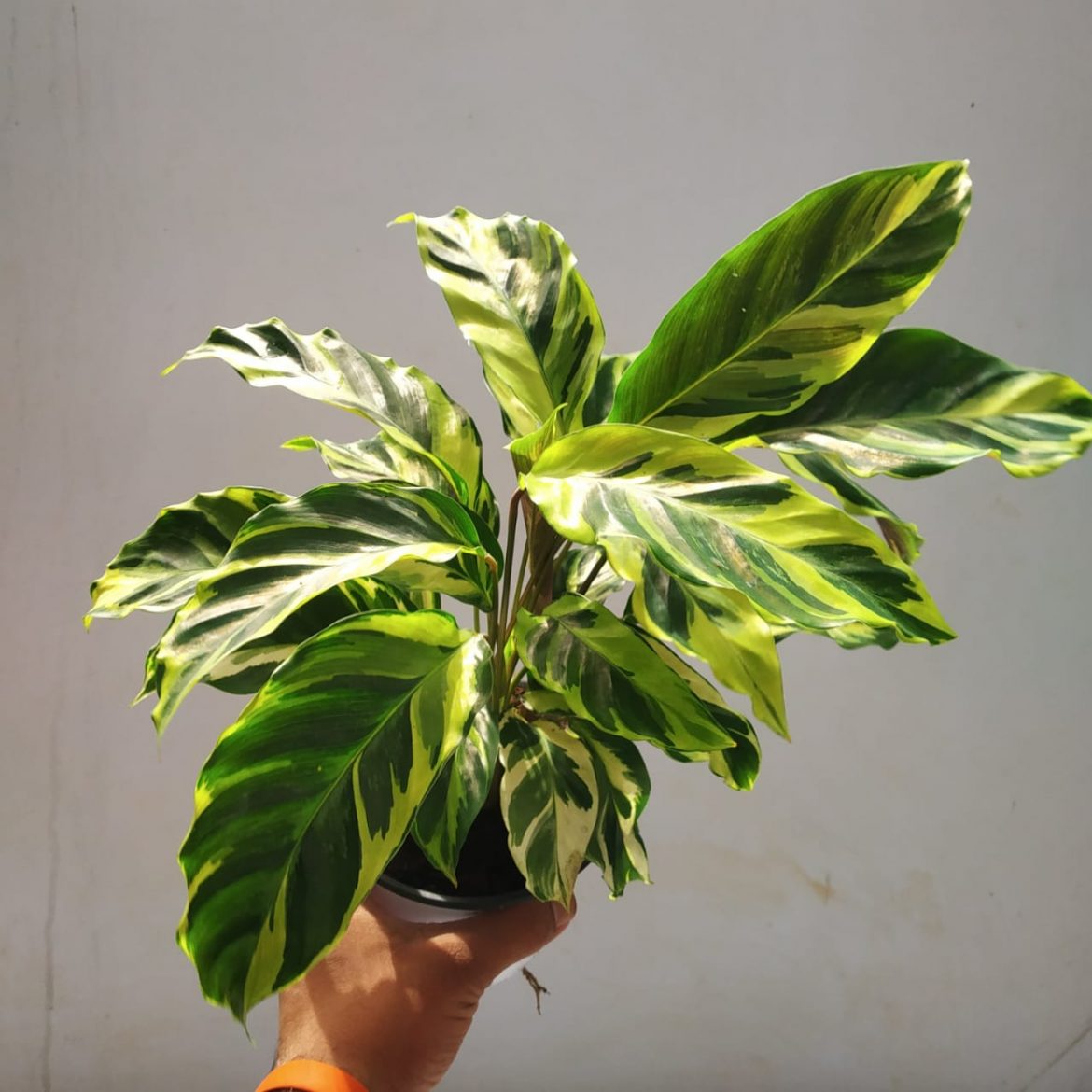 Calathea Louisae 'Thai Beauty' - NurseryBuy