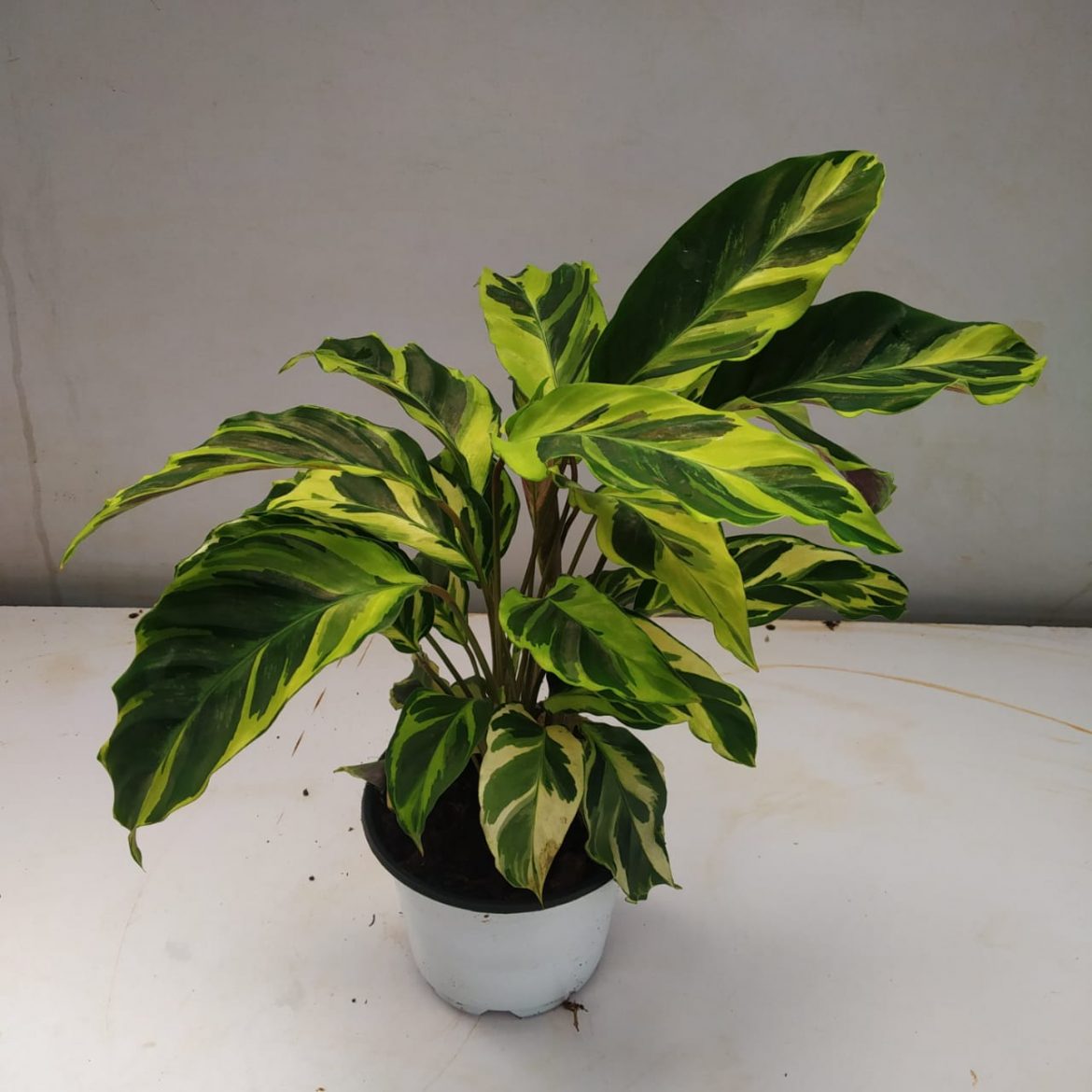 Calathea Louisae 'Thai Beauty' - NurseryBuy