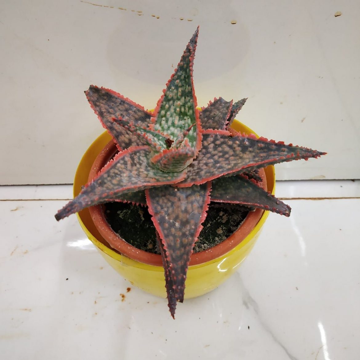 Aloe 'Christmas Carol - NurseryBuy