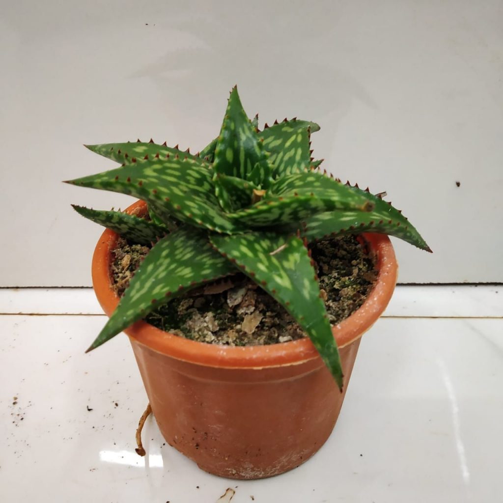 Aloe Jucunda - NurseryBuy
