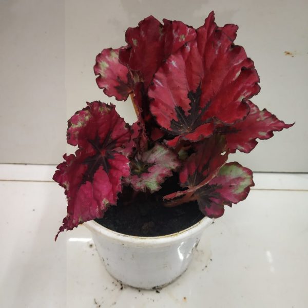 Begonia 'Ruby Slippers' - Nursery Buy