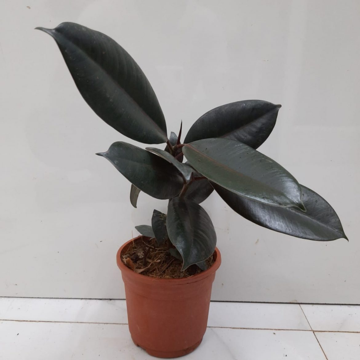 Ficus Elastica “Burgundy” - Nursery Buy