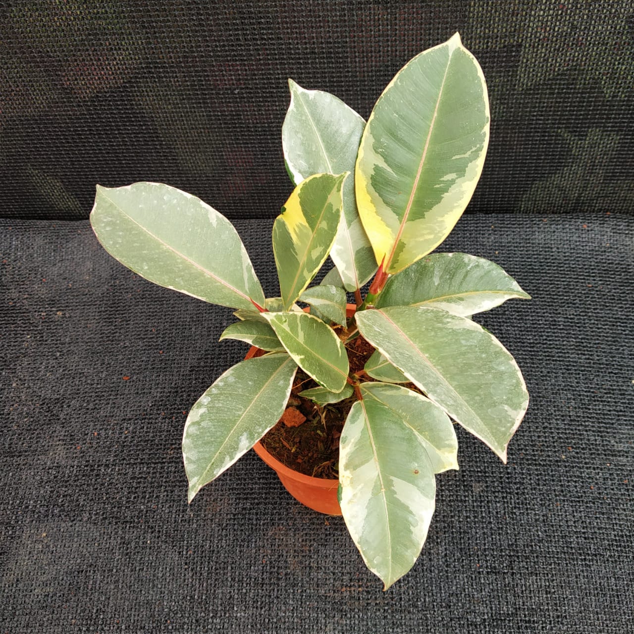 Ficus Elastica Tineke Variegata - Nursery Buy