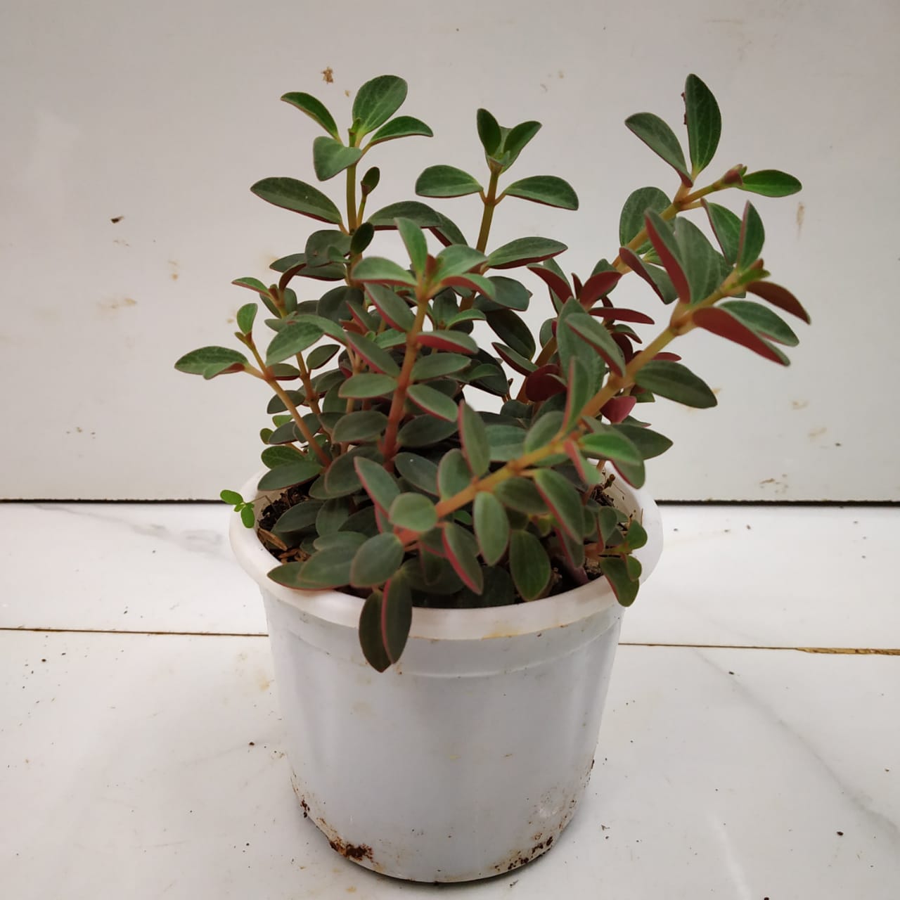 Peperomia 'Verticillata Red Log' - Nursery Buy