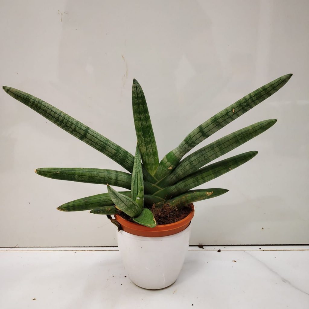 Sansevieria Boncellensis 'Starfish' - NurseryBuy