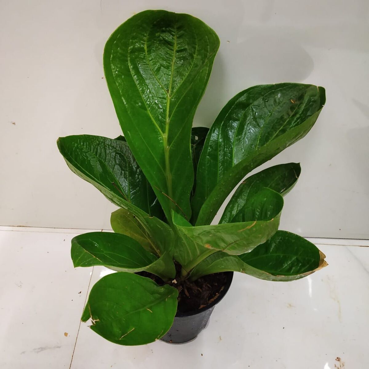 How to care for your Anthurium - NurseryBuy