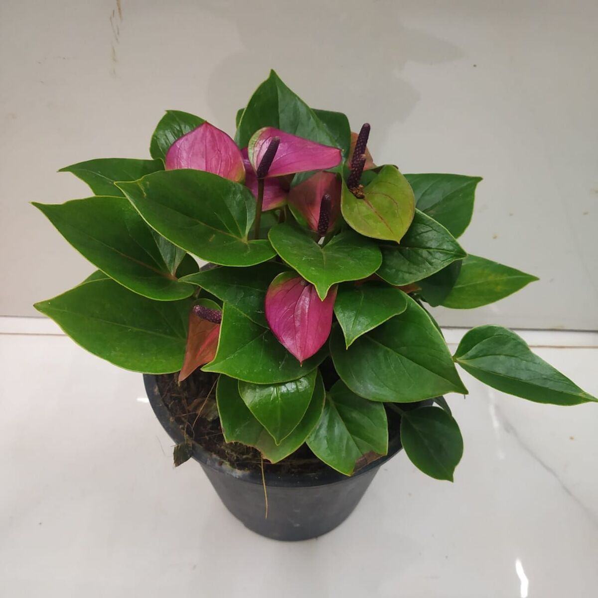 How to care for your Anthurium - NurseryBuy