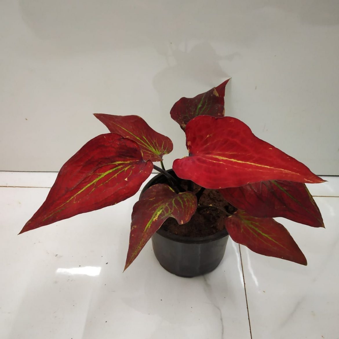 How To Care For a Caladium - NurseryBuy