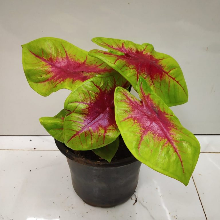 How To Care For a Caladium - NurseryBuy