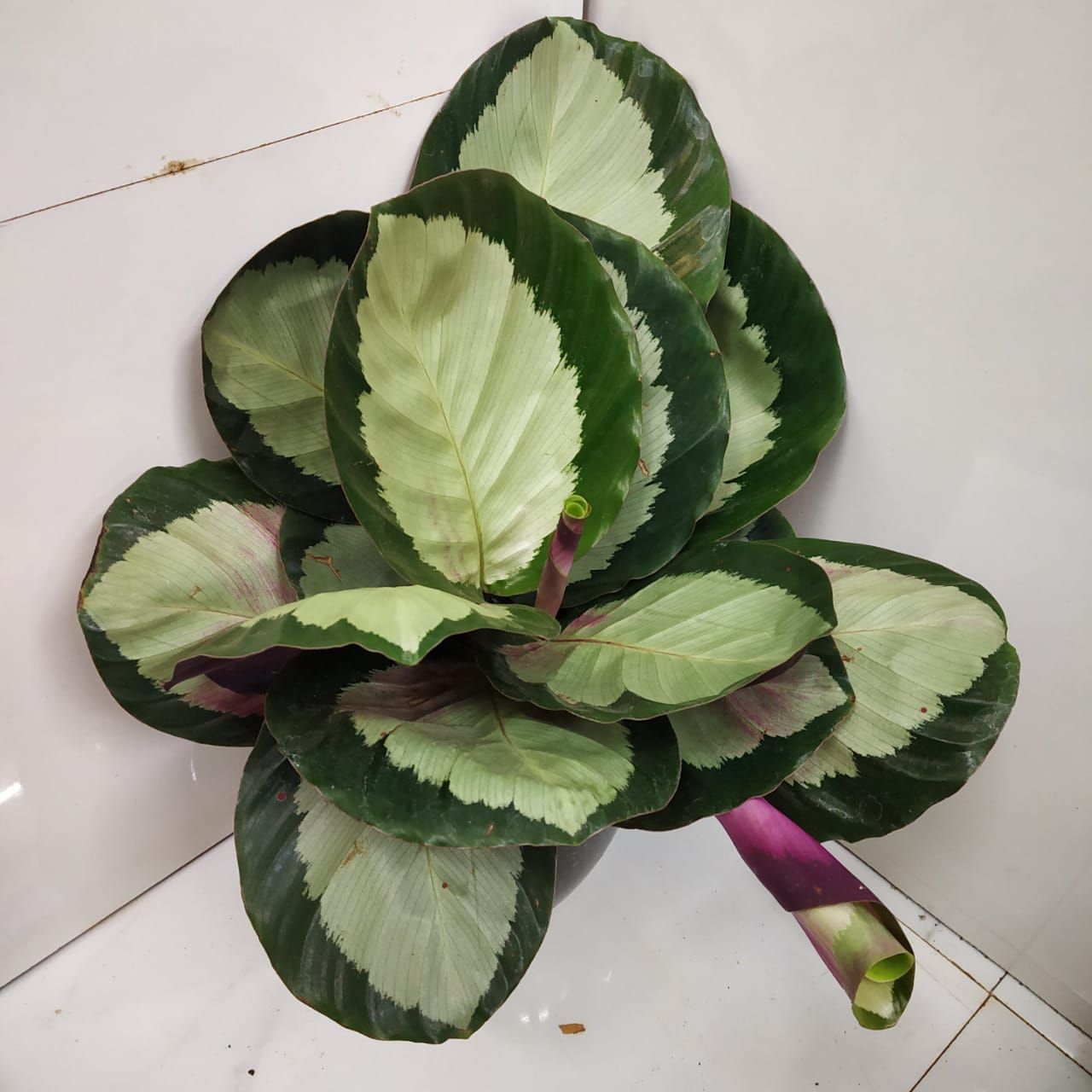 How to care for Calatheas Plants? - NurseryBuy