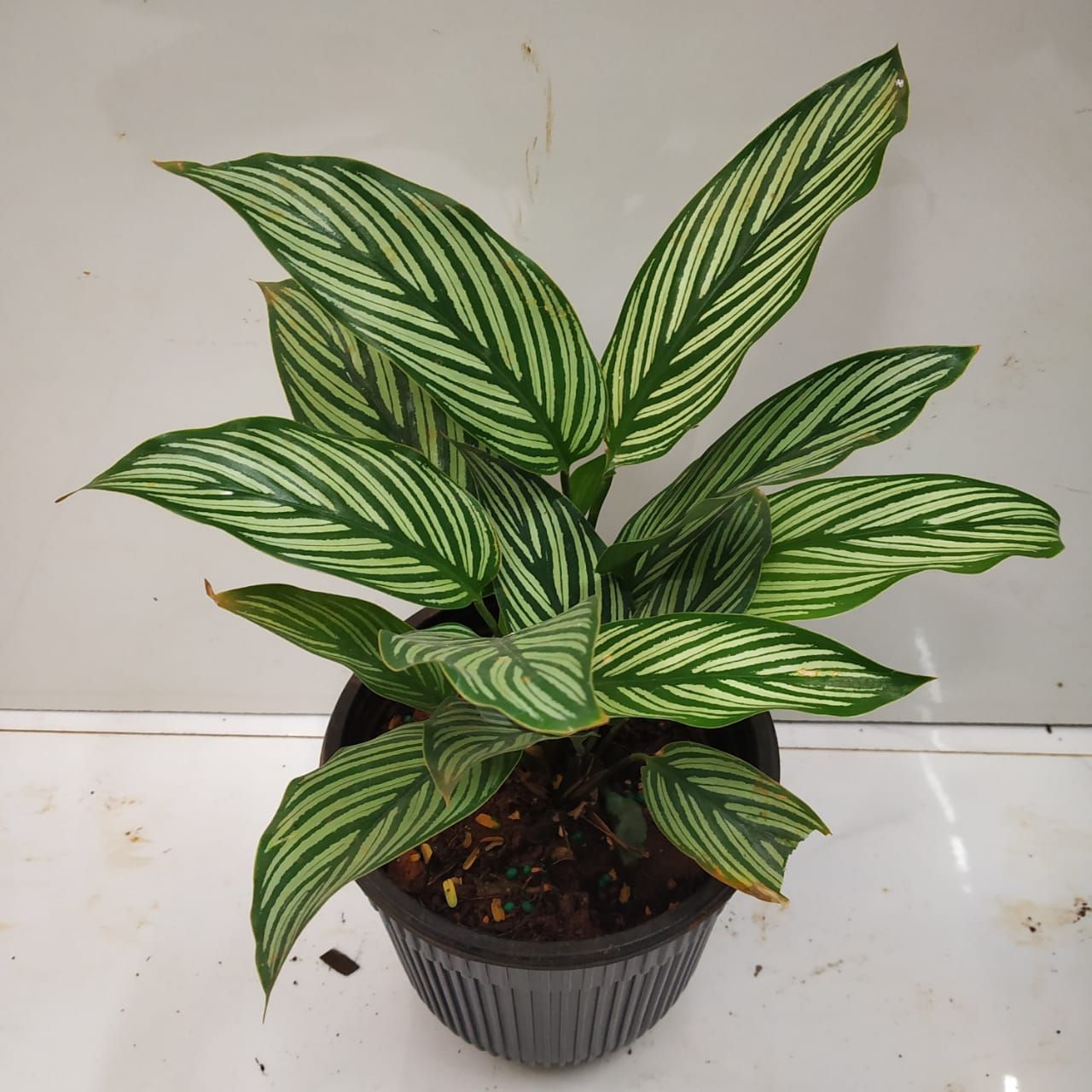 All you need to know about Calathea plants! - NurseryBuy