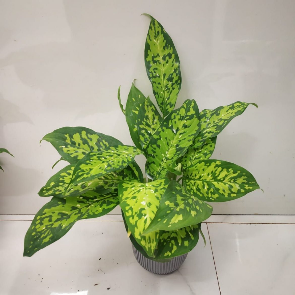 How To Grow And Care For The Dumb Cane Dieffenbachia - NurseryBuy