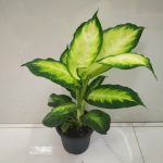 How To Grow And Care For The Dumb Cane Dieffenbachia - NurseryBuy