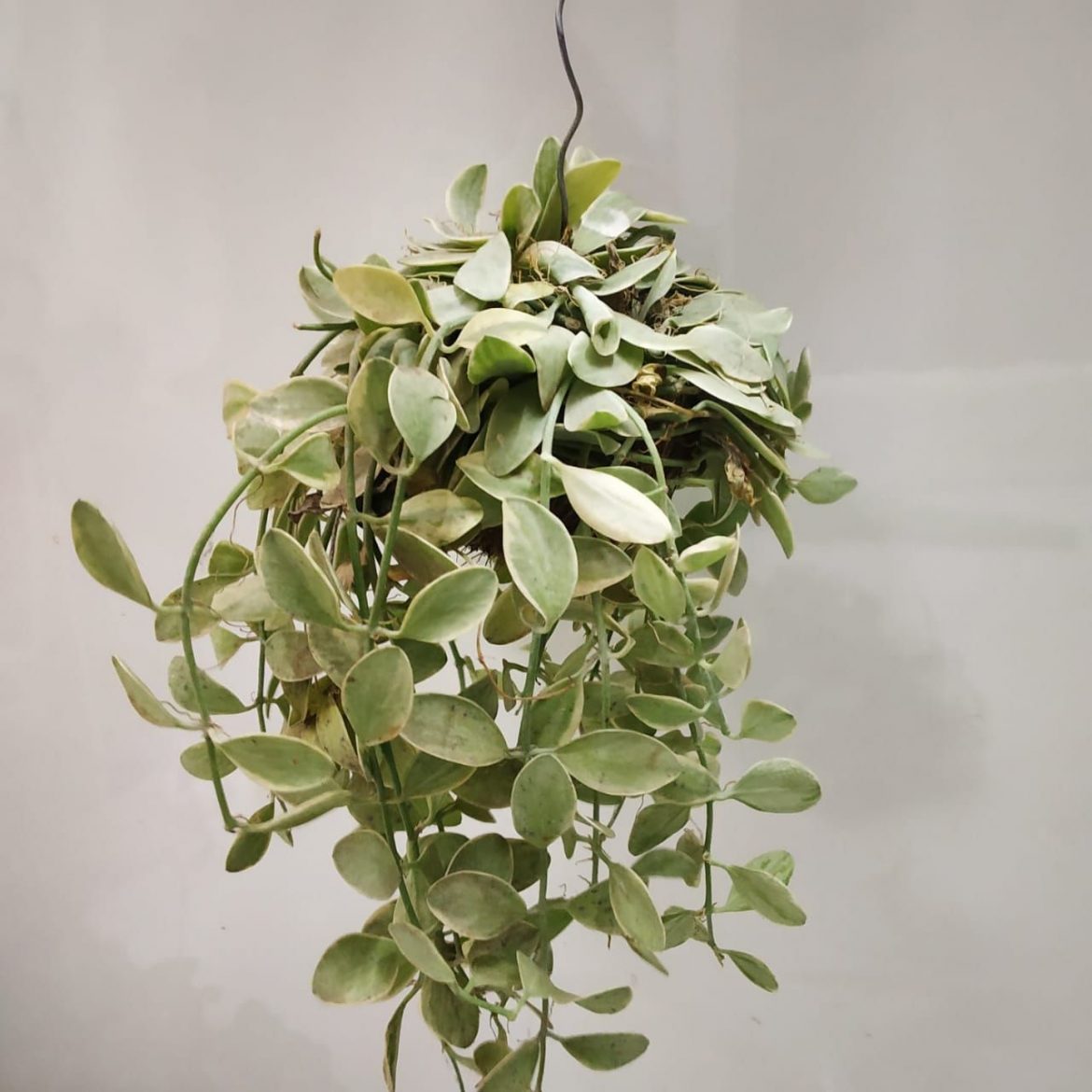 How to Grow and care Dischidia Plant - NurseryBuy
