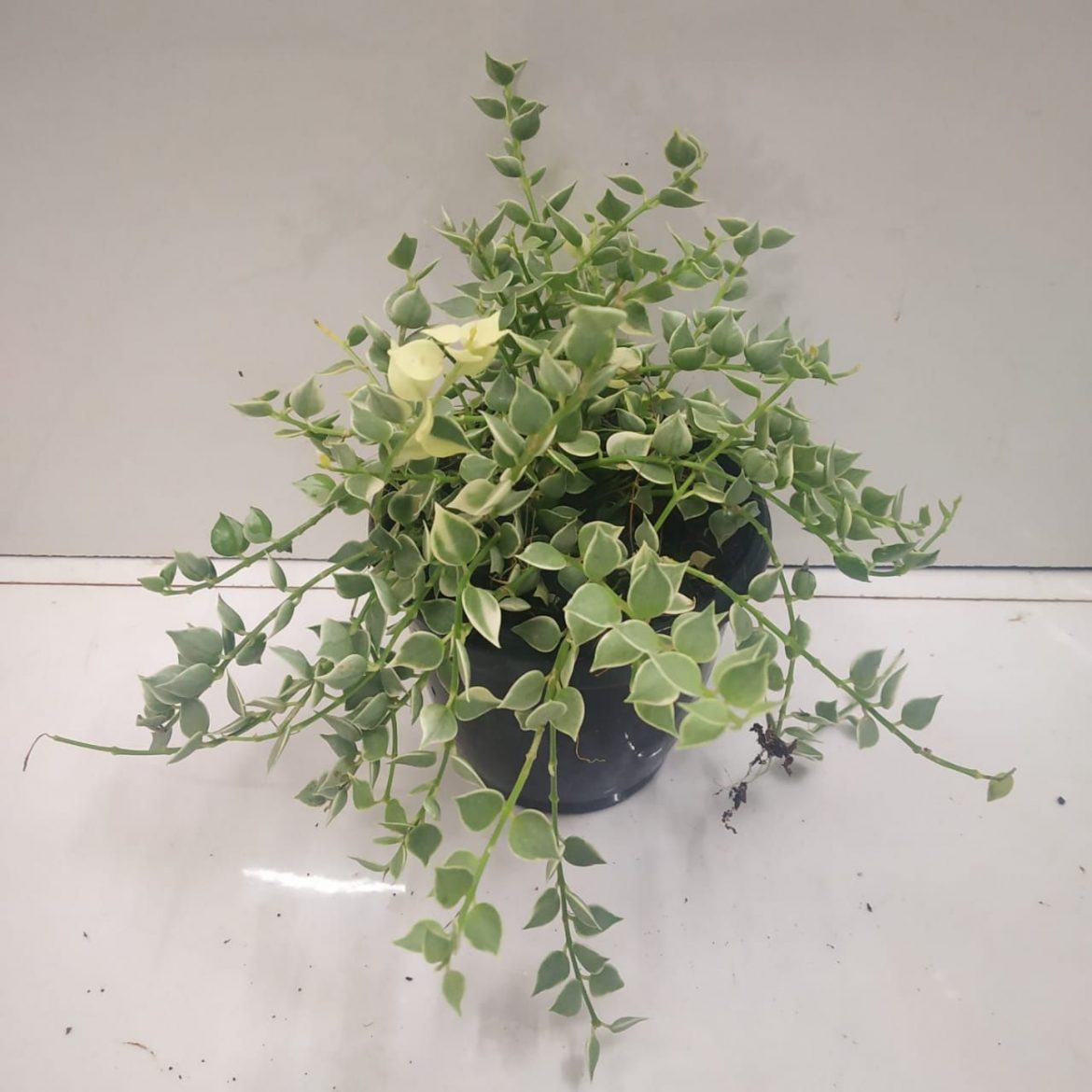 How to Grow and care Dischidia Plant - NurseryBuy