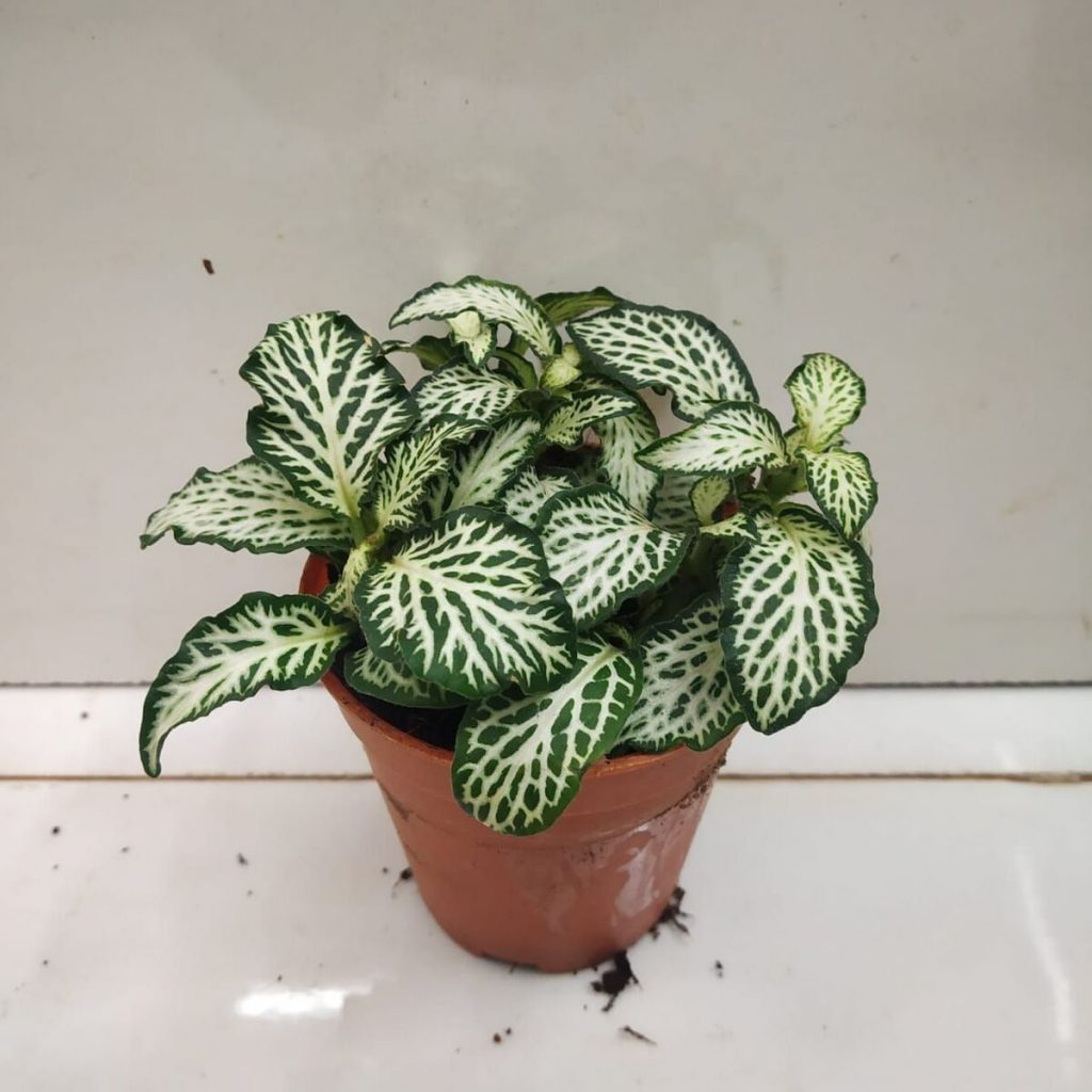 How To Grow and Care for Fittonia - NurseryBuy