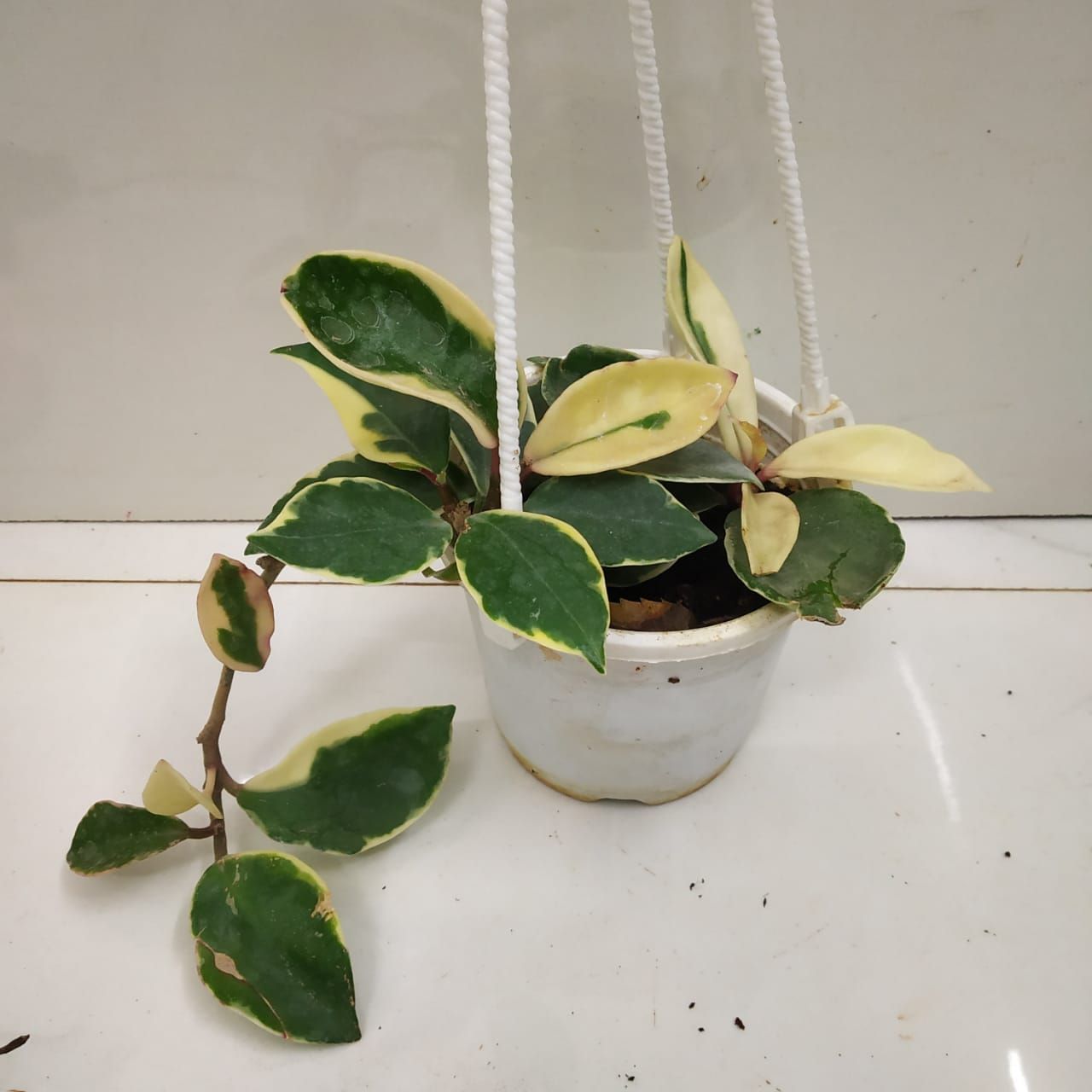 HOW TO CARE FOR A HOYA HOUSEPLANT - Nursery Buy