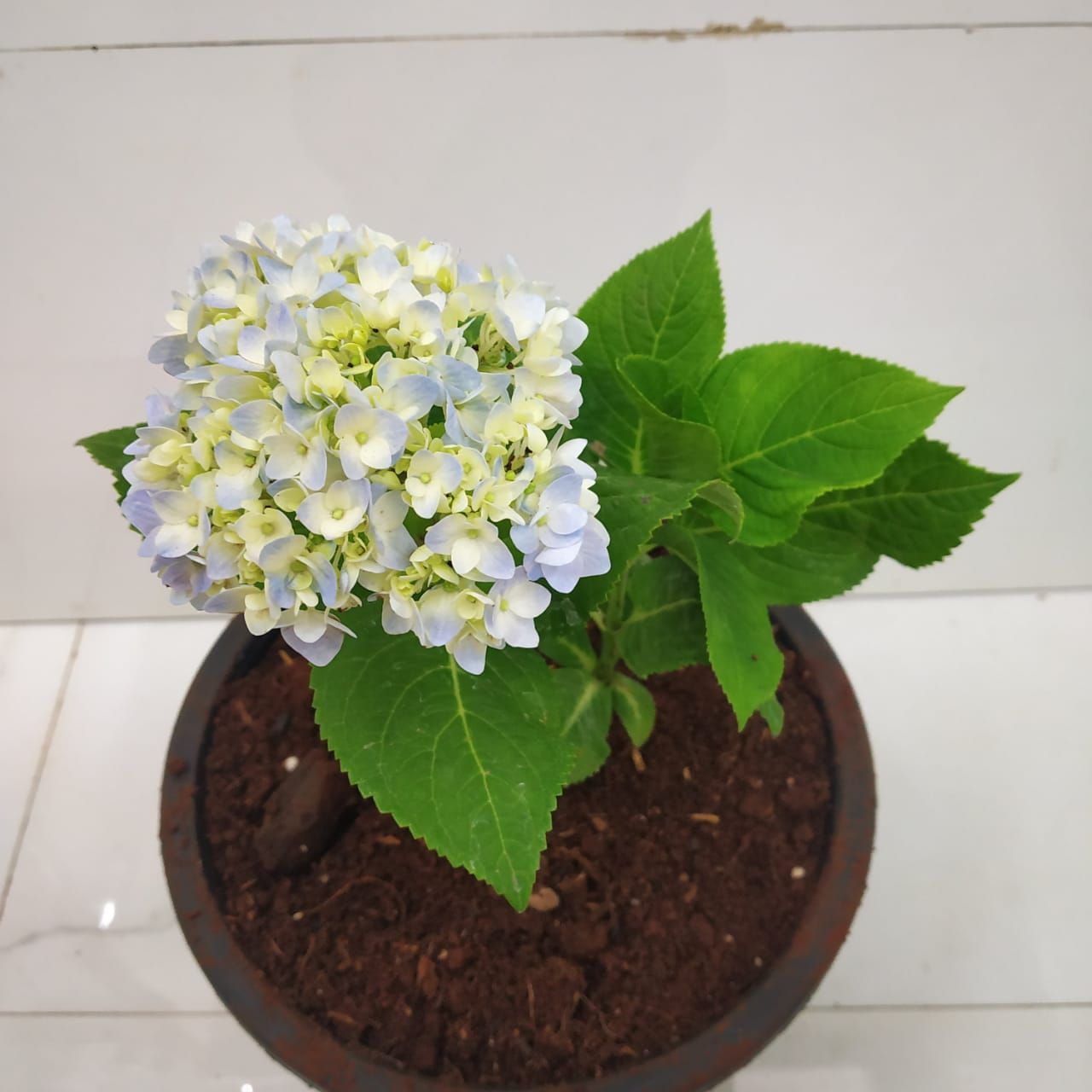 How to Grow and Care for Beautiful Hydrangea - NurseryBuy