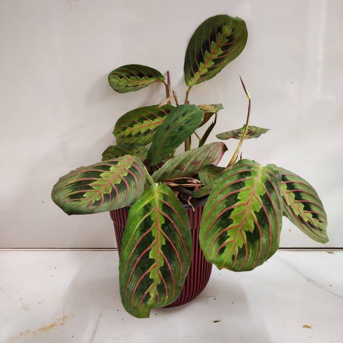 All you need to know about Calathea plants! - NurseryBuy