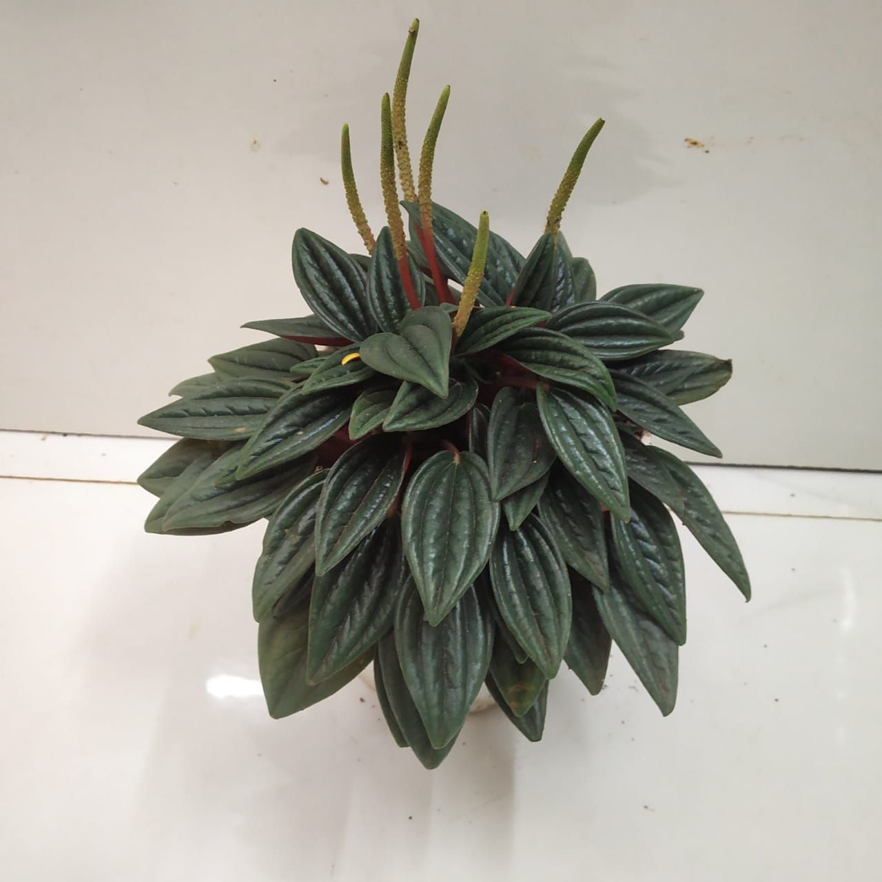 How To Take Care Of Peperomia Plant - NurseryBuy