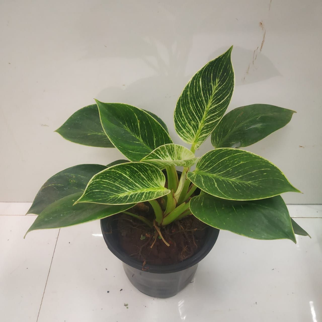 How To Care For A Philodendron Houseplants - NurseryBuy
