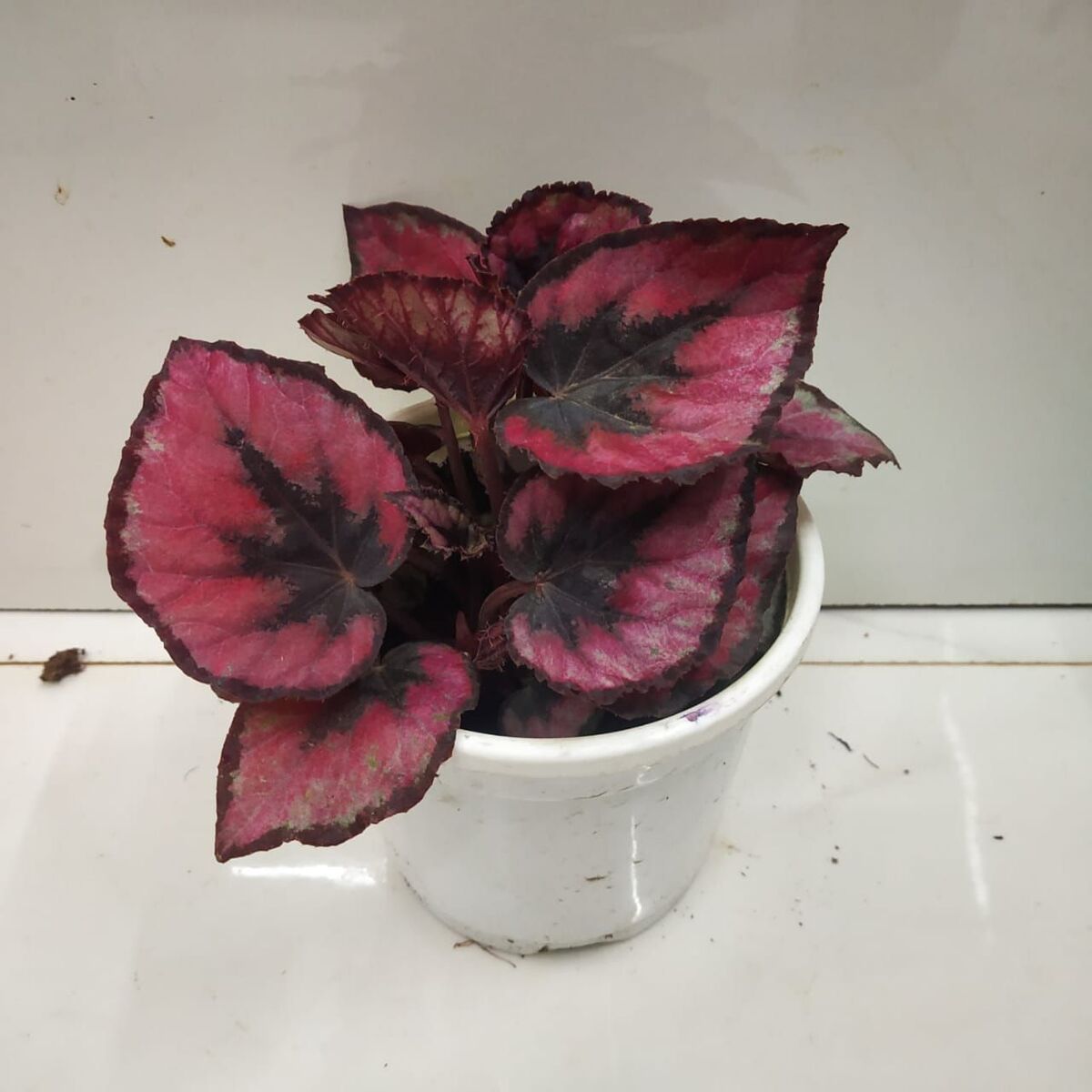 How to Grow and Care for Begonia Plants - NurseryBuy