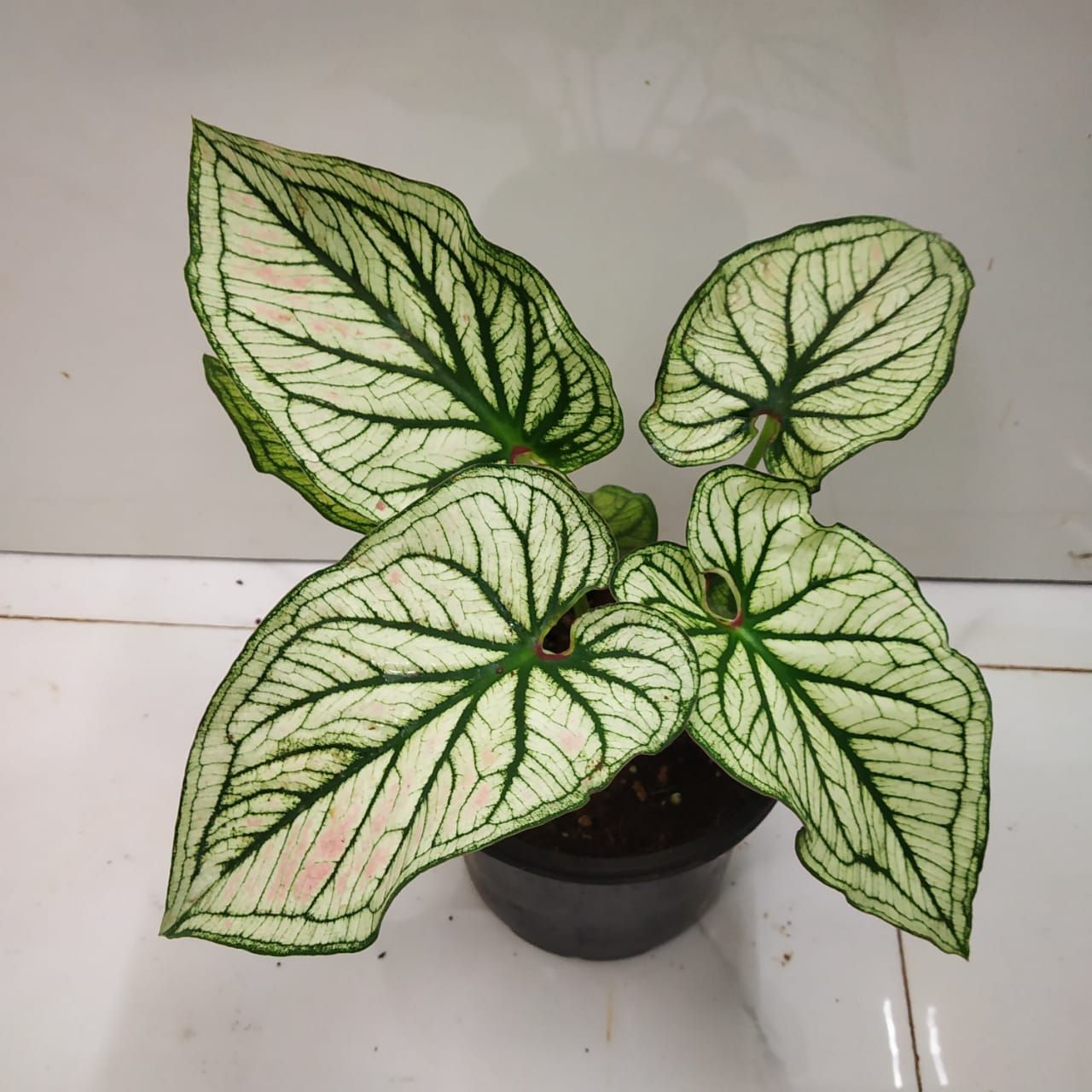 How To Care For a Caladium - NurseryBuy