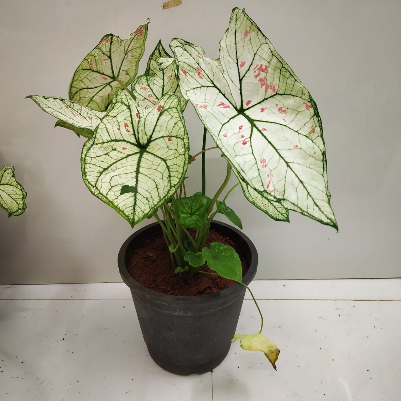 How To Care For a Caladium - NurseryBuy