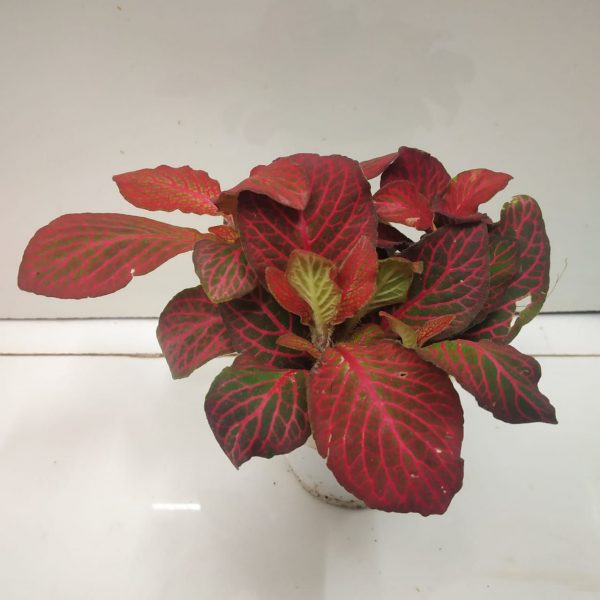 How To Grow and Care for Fittonia - NurseryBuy