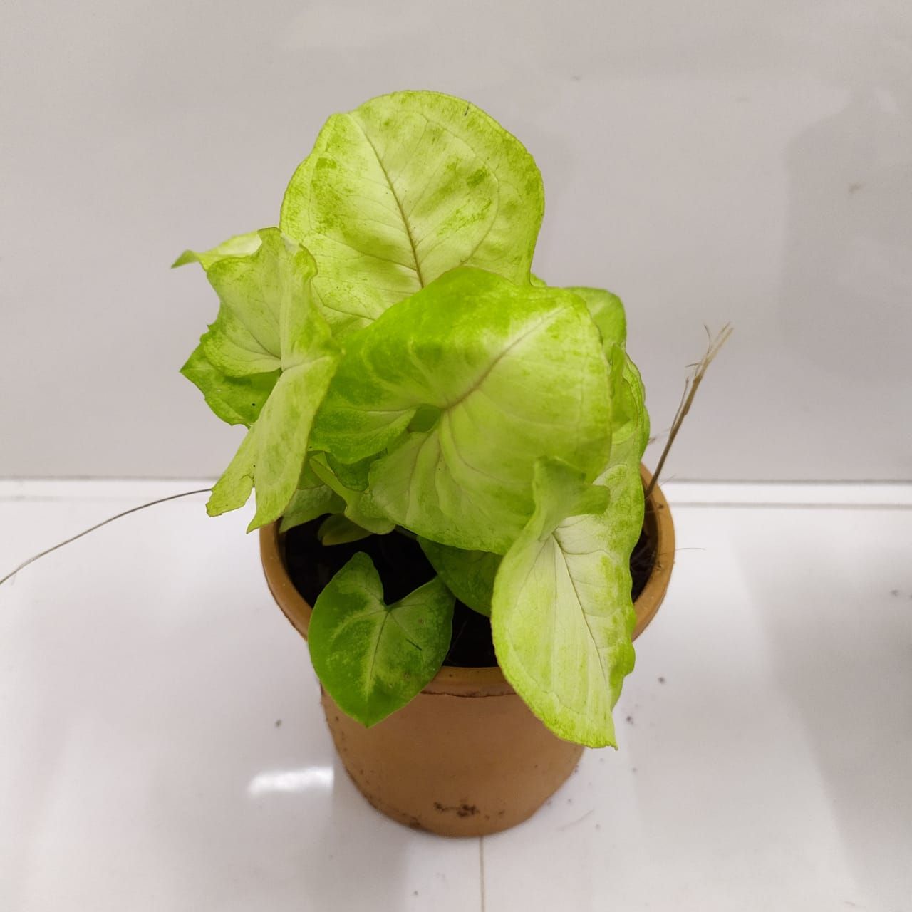 How To Grow and Care For Syngonium - NurseryBuy