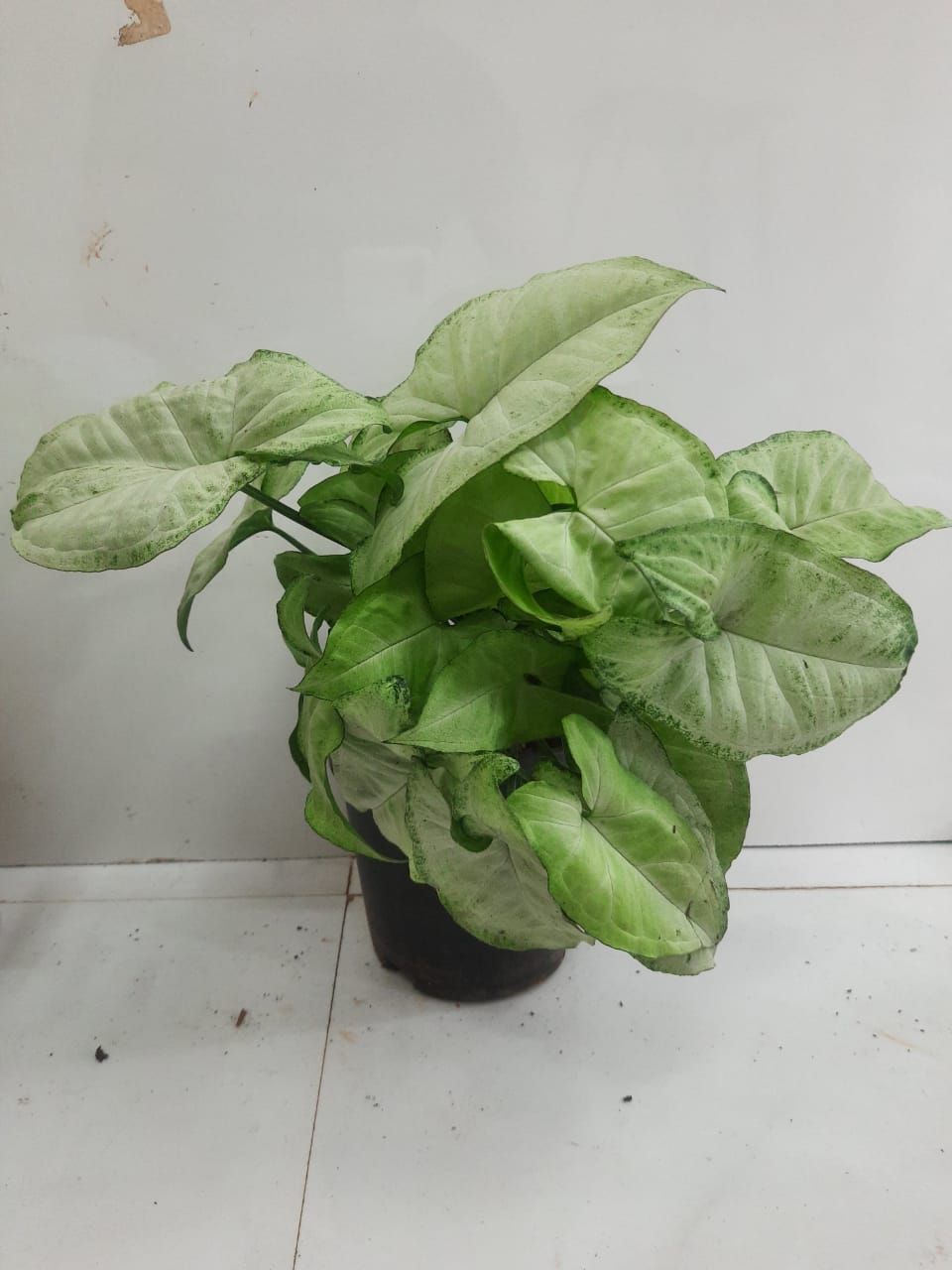 How To Grow and Care For Syngonium - NurseryBuy