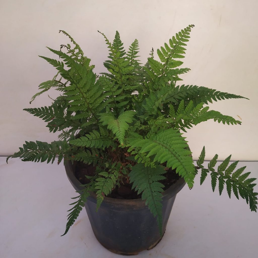 Athyrium Spicatum - NurseryBuy