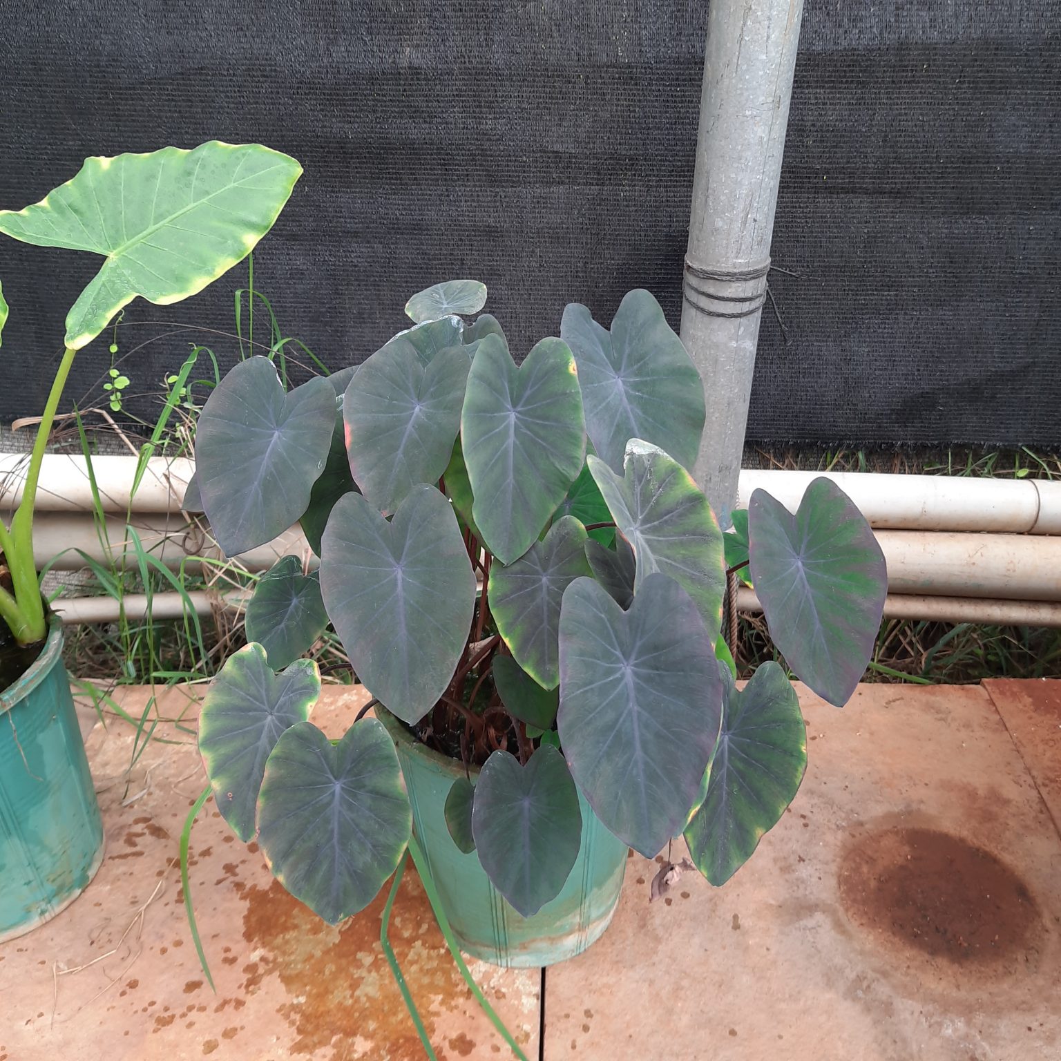 Colocasia Esculata 'Black Magic' ( Alocasia Black) - Nursery Buy