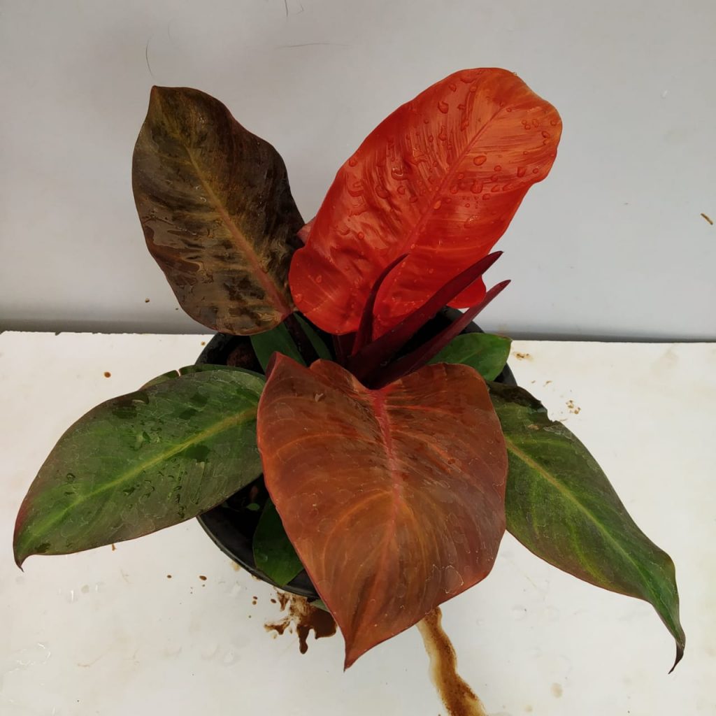 Philodendron 'Red Cardinal' - NurseryBuy