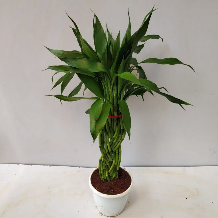 Braided Lucky Bamboo Green Plant - NurseryBuy