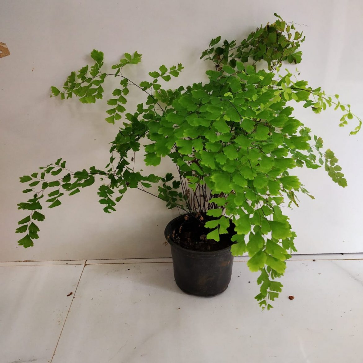 Adiantum Raddianum 'Delta Maidenhair Fern' - Nursery Buy