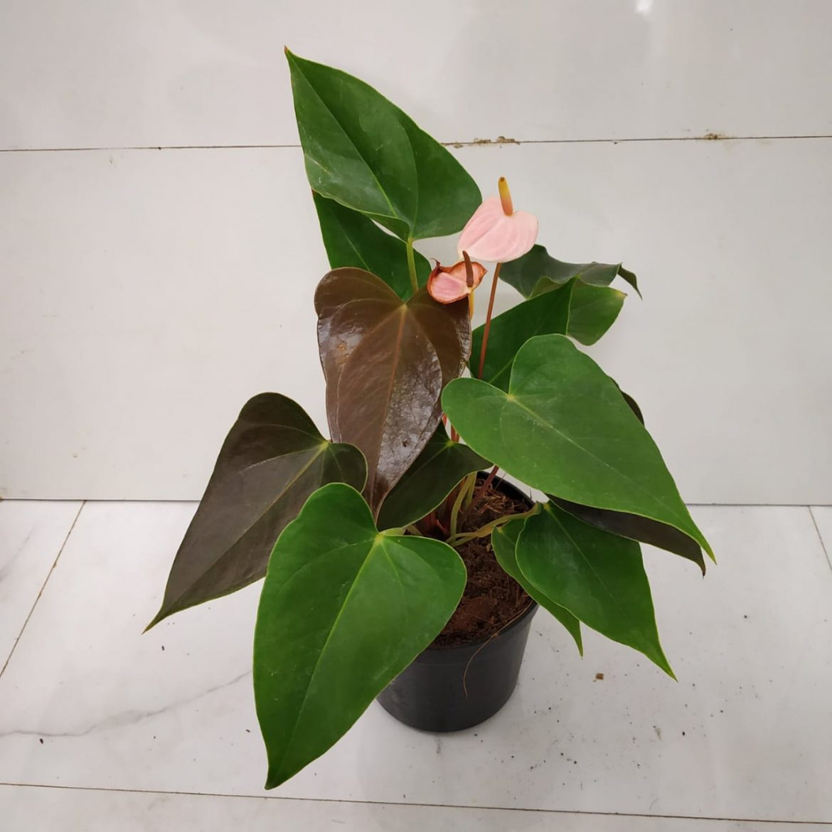 Anthurium 'Exotic Peach' - Nursery Buy